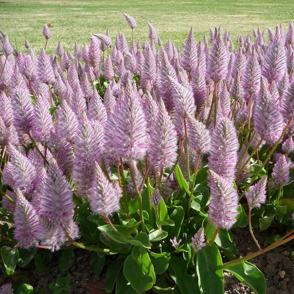 KRÓLICZY OGONEK ~ PTILOTUS - 13844353729 - oficjalne archiwum Allegro