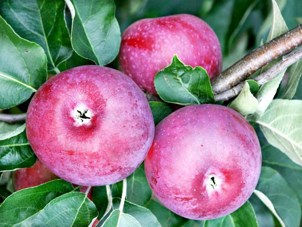 Jabłoń Spartan pyszna smakowita K. 130-150cm - 11081201570 - oficjalne ...