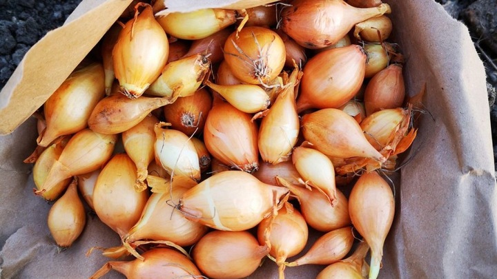 Cebula Dymka 15-20mm Wiosenna Smaczna Polska (Wolska III) 10kg ...