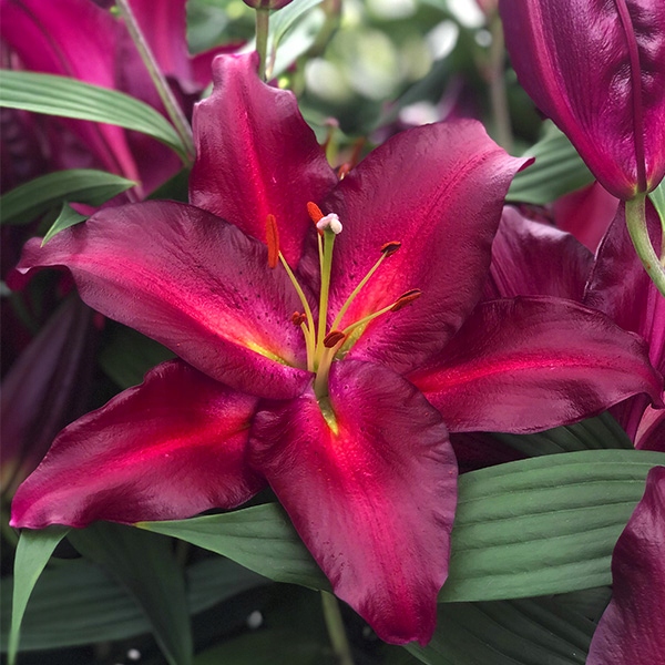 Lilia OT Hybryda Avinger 1 szt cebullki lilie - 13102696942 - oficjalne ...