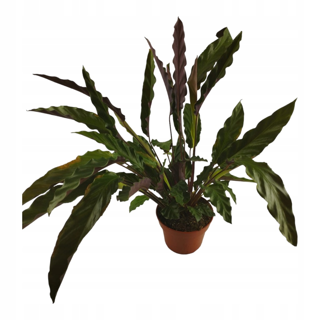 Calathea Rufibarba Tropistar NL-783630220 - 12950773548 - oficjalne ...