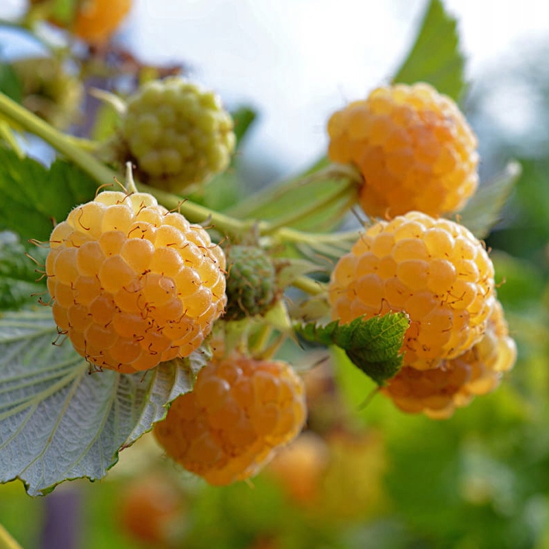 Malina właściwa Żółta Twotimer YELLOW SUGANA (Rubus idaeus) Sadzonka C2 ...