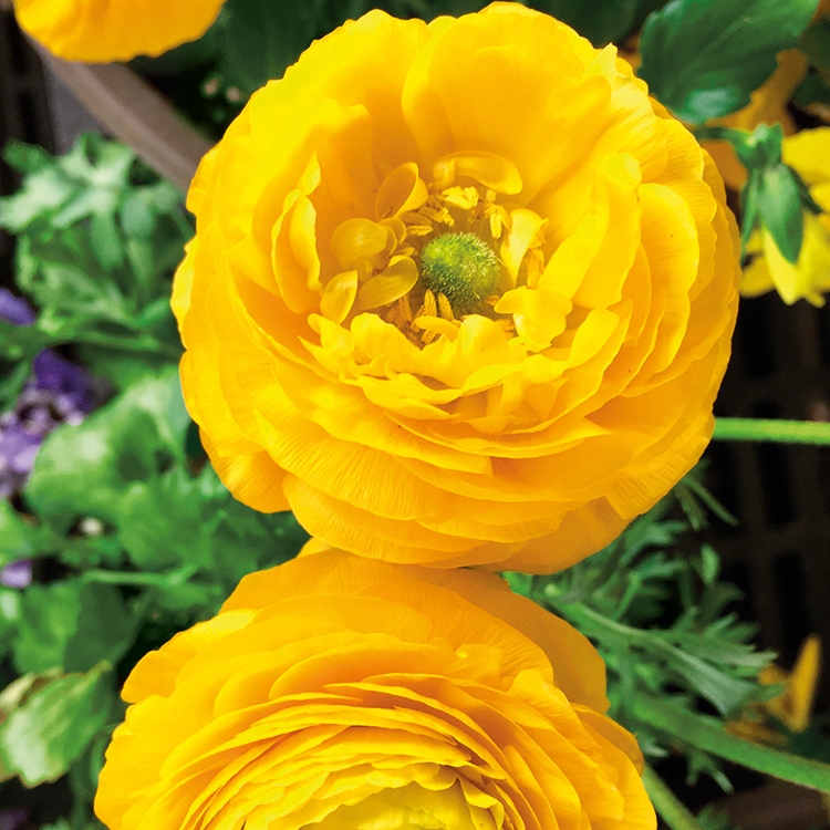 Jaskier azjatycki żółty opakowanie 5 szt - 15158279881 - oficjalne ...