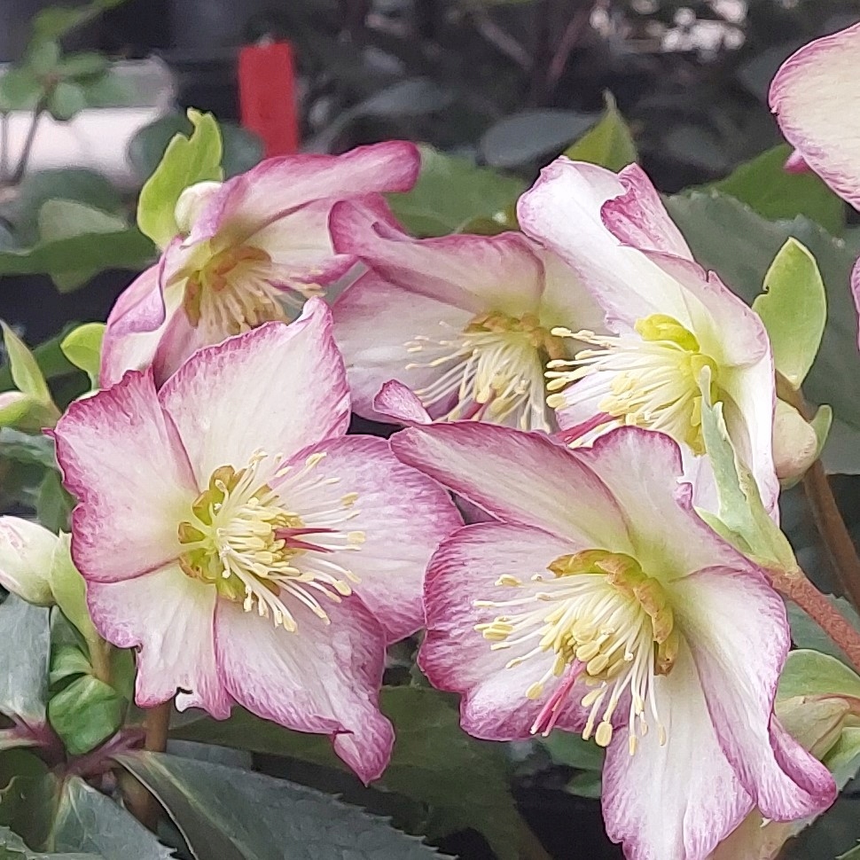 Helleborus HGC Ice N'Roses Frosted Roses (Ciemiern - 12376800258 ...