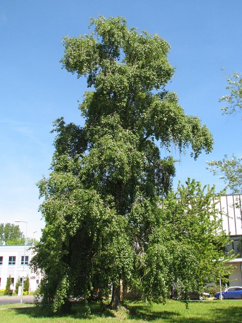 TOPOLA BALSAMICZNA SADZONKI 10 ZŁ/10 SZT - 8562943209 - oficjalne ...