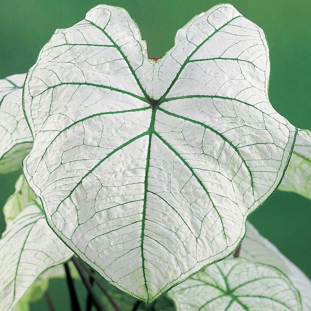 Caladium Kaladium June Bride 1 szt. Cebule Bulwy - 11893326580 ...