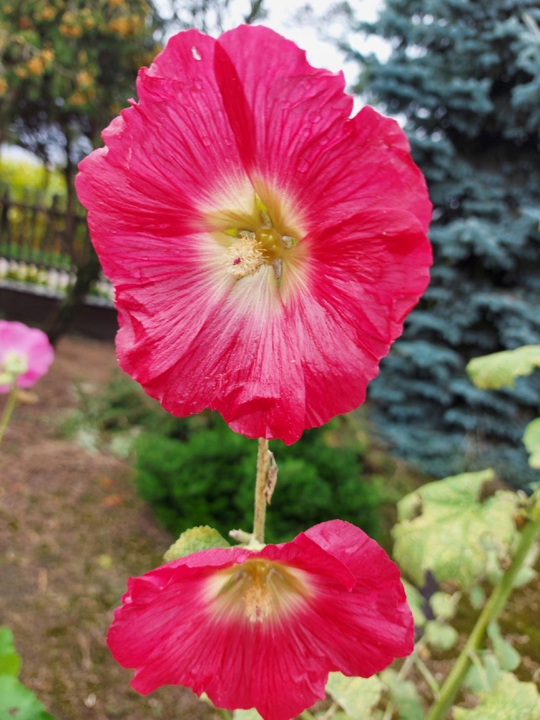 MALWA FIGOWA czerwona krzaczasta bylina nasiona - 11571972451 ...