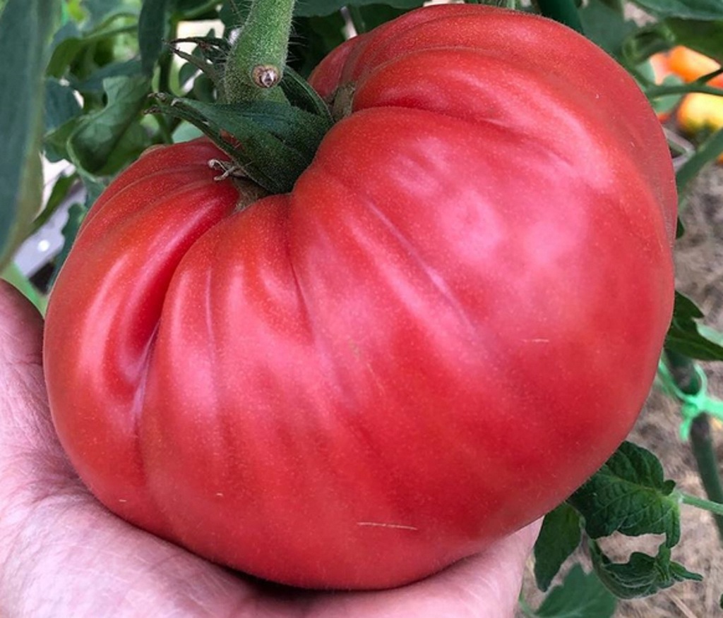 POMIDOR STUMP OF THE WORLD NAJLEPSZY NOWOŚĆ 2020 ! - 8892421953 ...