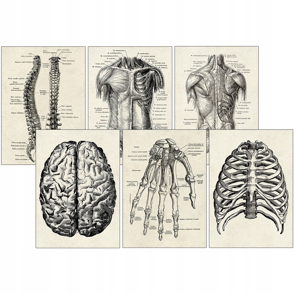 Vintage Posters Human Anatomy Anatomical Poster - 14339595100 ...