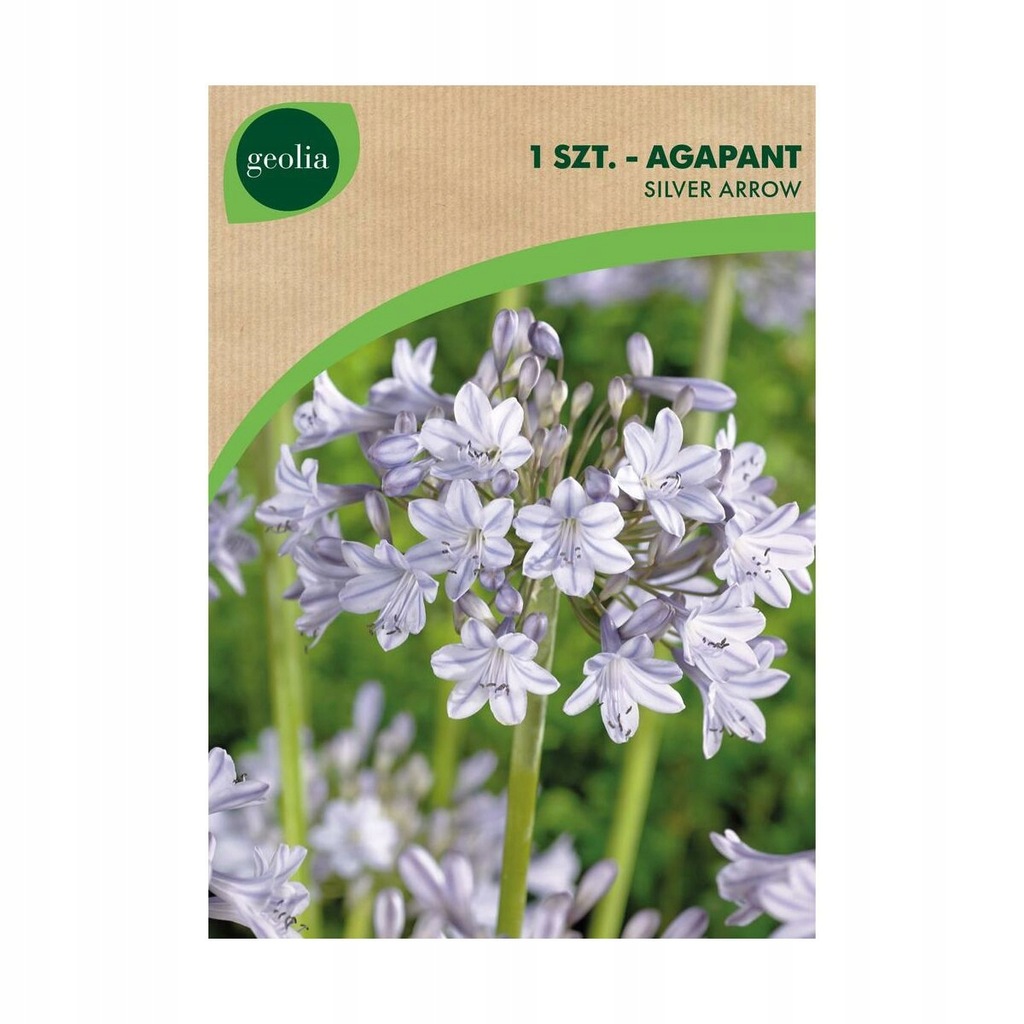 Agapant Silver Arrow 1szt. cebulki kwiatów Geolia - 13608145944 ...
