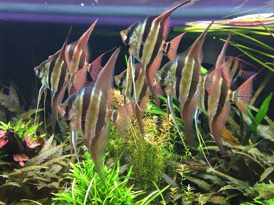 Pterophyllum Altum Orinoco TARNÓW - 7831411188 - oficjalne archiwum Allegro Pterophyllum Altum Orinoco TARNÓW - 7831411188 - oficjalne archiwum Allegro
