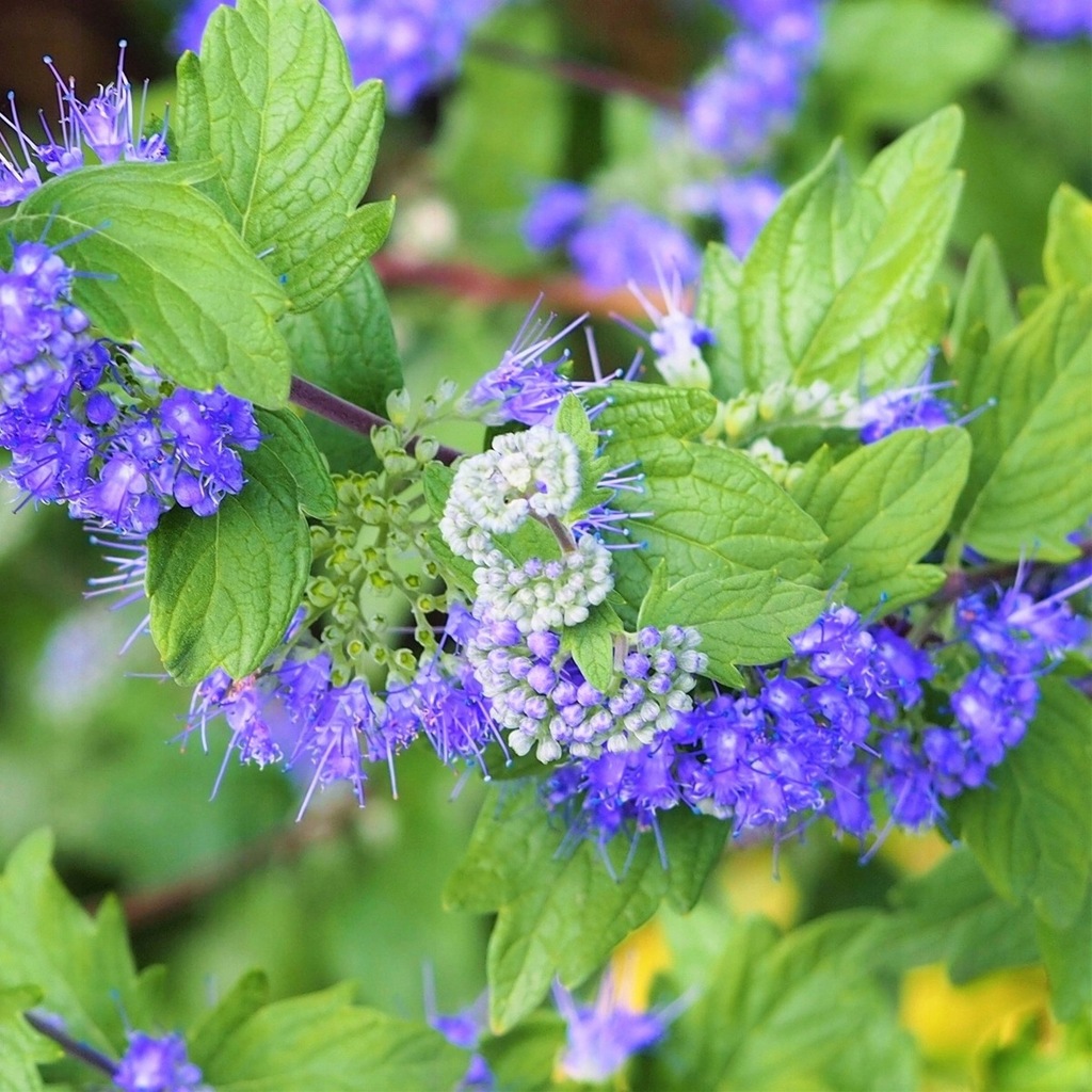 Barbula klandońska Thetis - 12392091437 - oficjalne archiwum Allegro