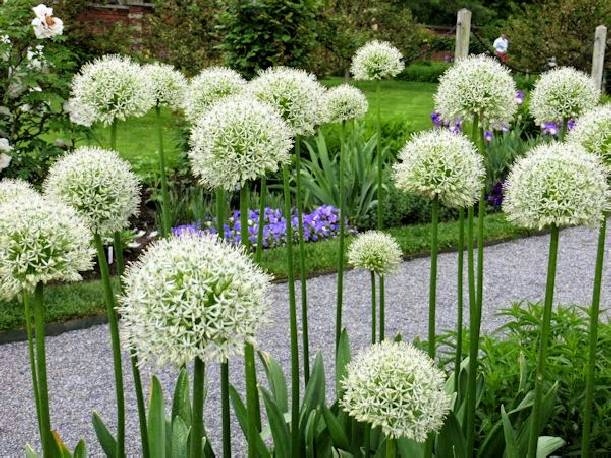 czosnek gladiator biały rosnące w doniczce - 11865566581 - oficjalne ...