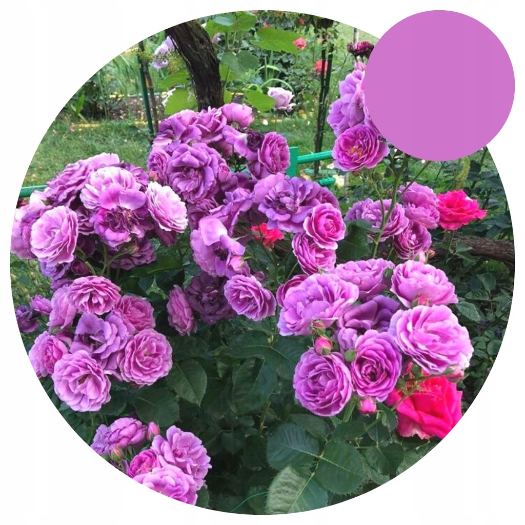 Róża Wielkokwiatowa Lila Wunder Fioletowa Pachnąca - 11170484399 ...