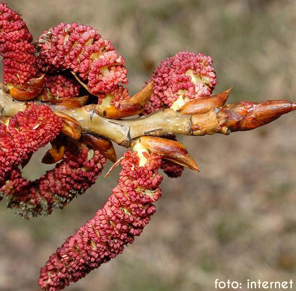 TOPOLA CZARNA / SOKORA / SOKORZYNA / JASIOKOR C2 - 12811521993 ...