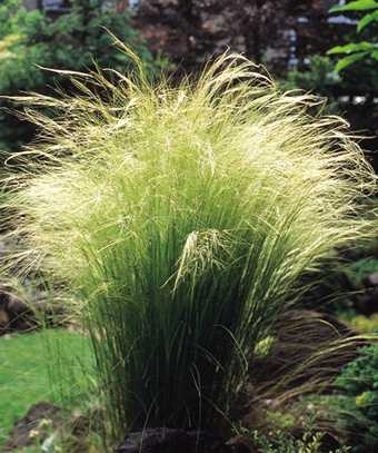 Stipa Ostnica mocna Pony tails Trawa ozdobna - 11075813661 - oficjalne ...