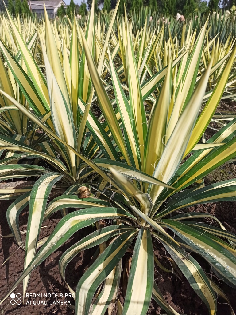 Juka żółta Color Guard, piękna duża sadzonka! - 12585916649 - oficjalne ...