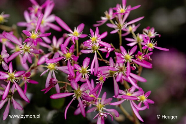 Saxifraga cortusifolia DANCING PIXIES 'Tini' - 14423246677 - oficjalne ...