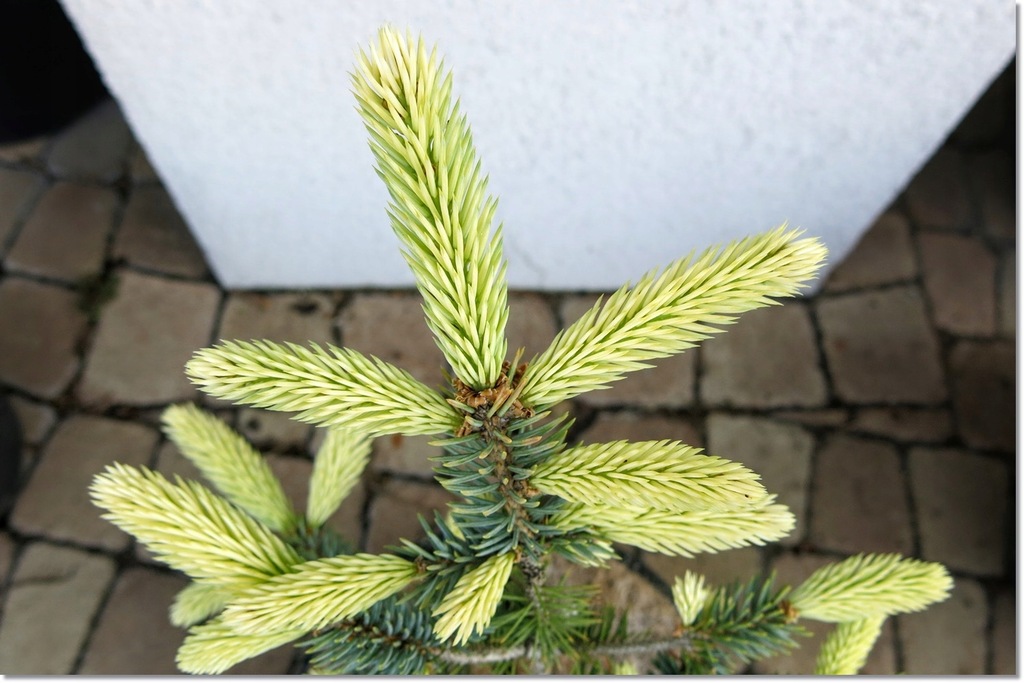 Picea pungens Neon - Rarytas !!! - 13782327223 - oficjalne archiwum Allegro