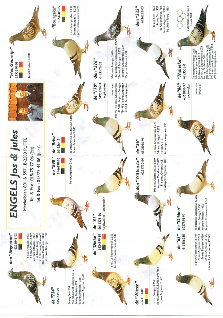 GOŁĄB Z HODOWLI ENGELS JOS & JULES 6310580/13 - 8750273018 - oficjalne ...