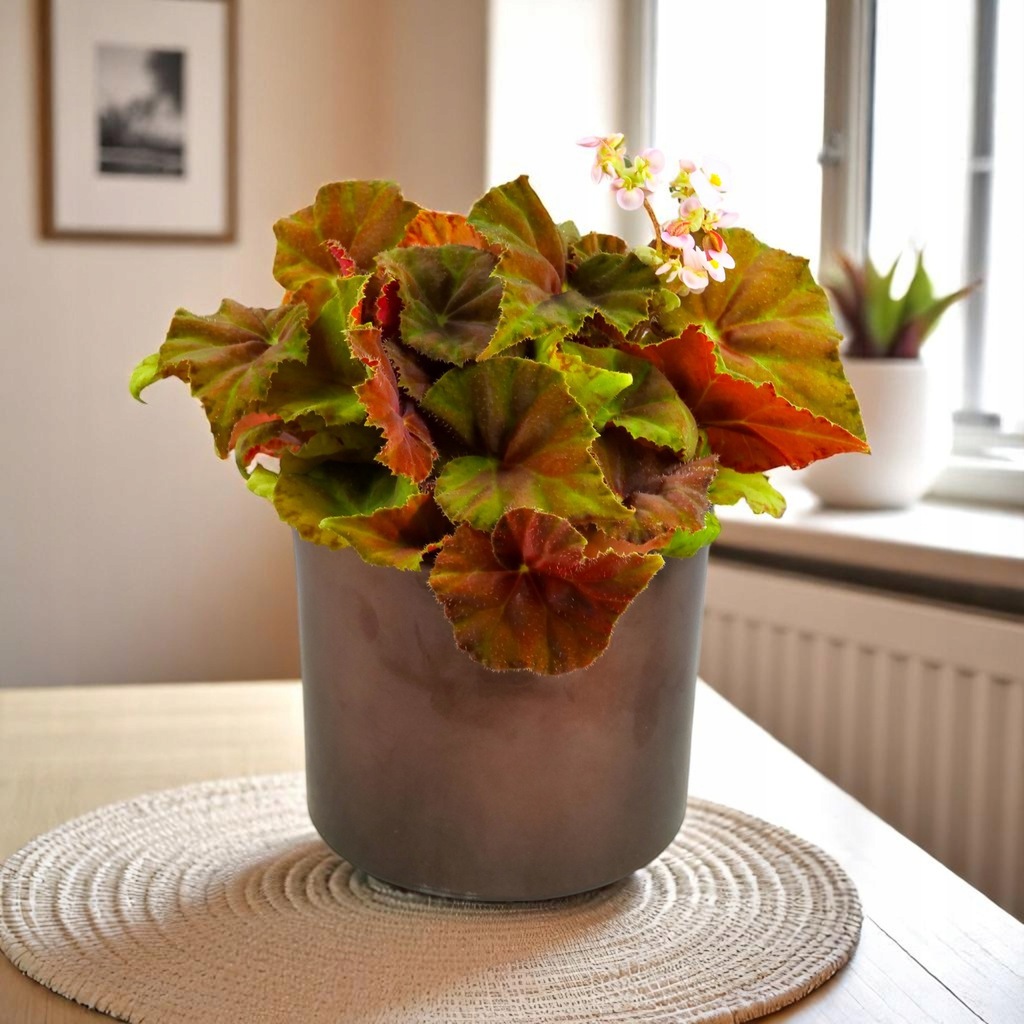 Begonia rex królewska ''AMBER LOVE'' ciepłe kolory liści D12cm ...