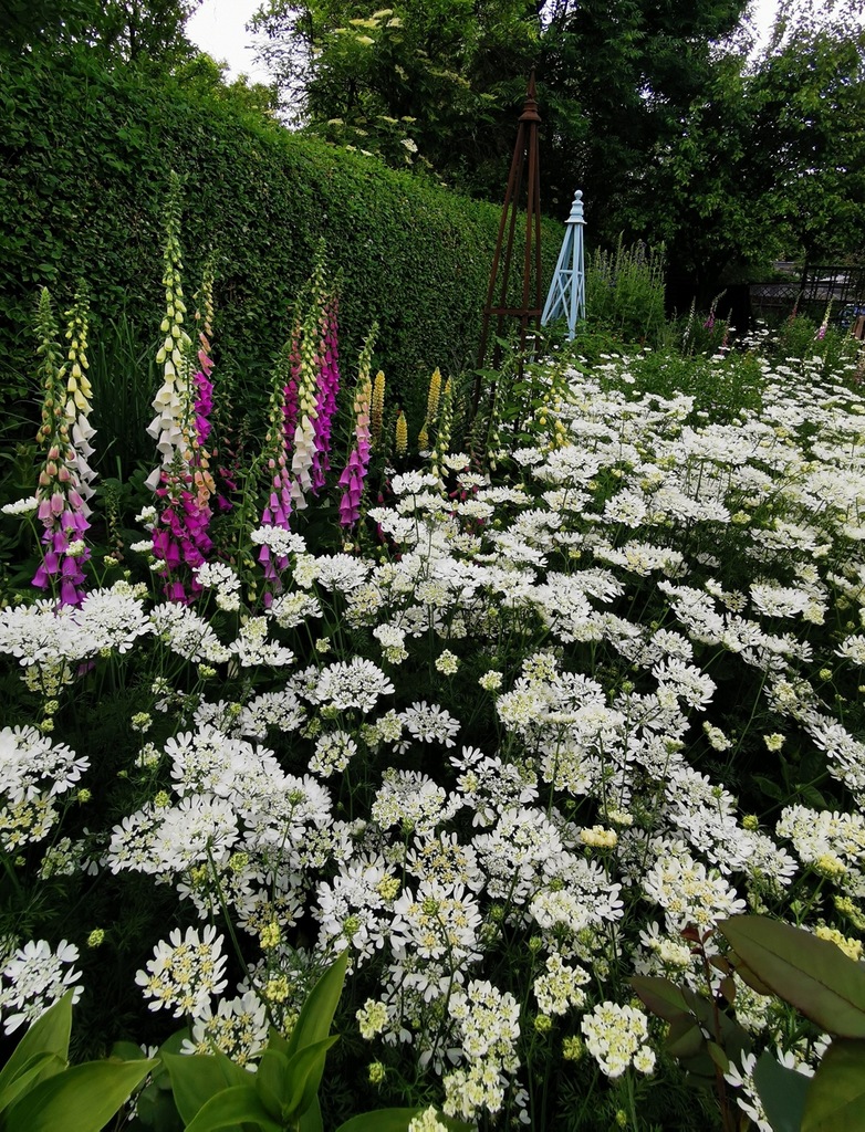 Orlaja Wielkokwiatowa - Orlaya Grandiflora NASIONA - 11101076324 ...