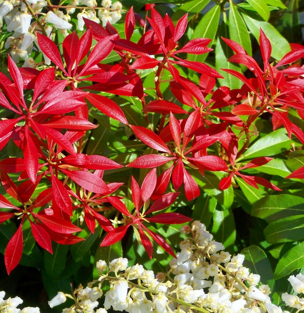 PIERIS JAPONICA 'MOUNTAIN FIRE' PIERIS JAPOŃSKI - 15267126169 ...