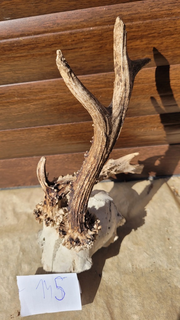 Poroże kozła sarna rogi czaszka poroża 145 myłkus - 12612679436 ...