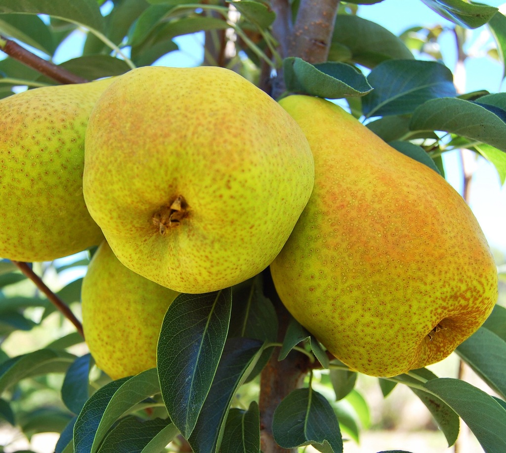 Grusza UKRAIŃSKA euforia smaku NAJWIEKSZA doniczka - 12638826226 ...