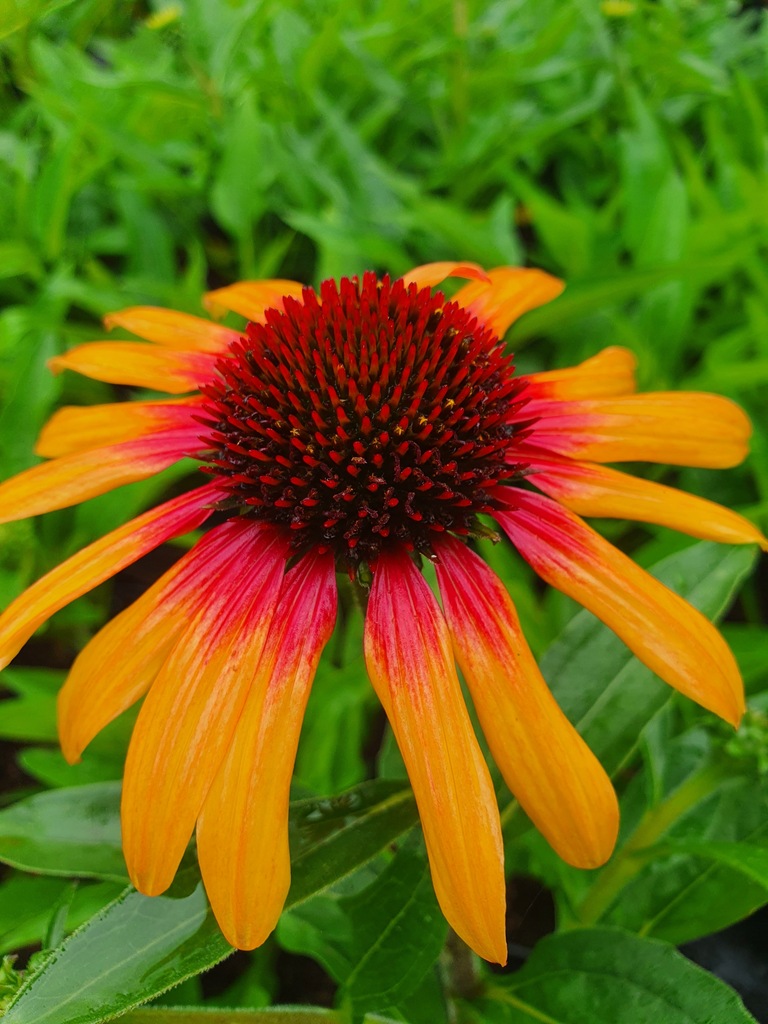 Jeżówka Echinacea SUNSEEKERS TEQUILA SUNRISE C2 - 12291710063 ...