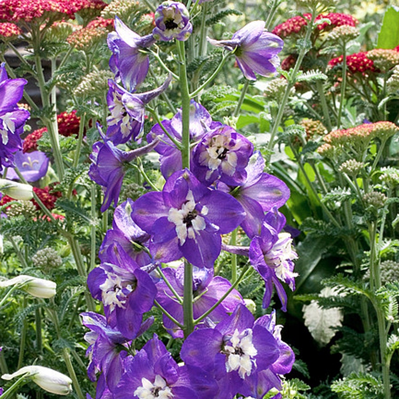 OSTRÓŻKA KING ARTHUR fioletowa delphinium SADZONKA - 13125309369 - oficjalne archiwum Allegro