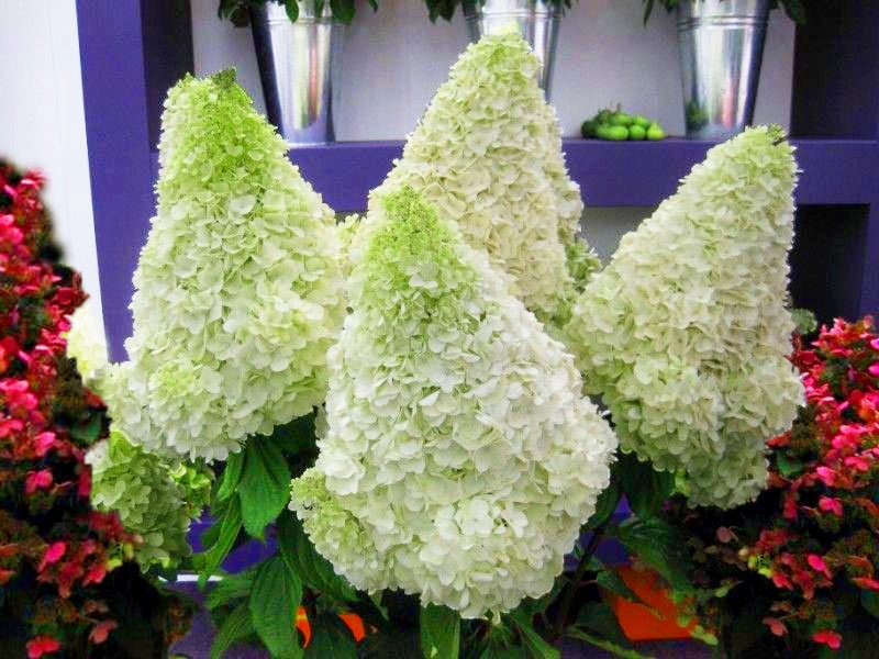 Купить БЕЛЫЙ МЕДВЕДЬ БУКЕТ HYDRENSIA ~ГИГАНТСКИЙ ЦВЕТОК: отзывы, фото и ...