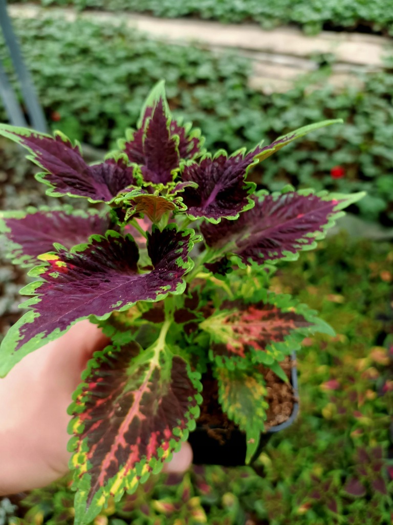 KOLEUS, COLEUS, Bordowy z zieloną obwódką p9 - 13314410265 - oficjalne ...