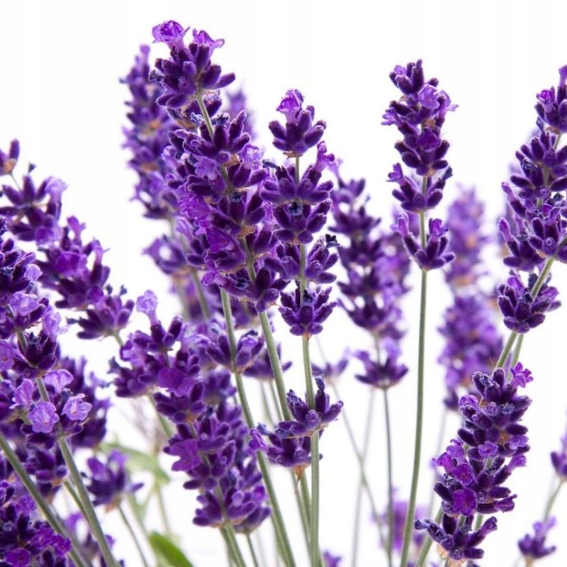 LAWENDA OGRODOWA (LAVANDULA VERA) SADZONKA - 11928690902 - oficjalne ...