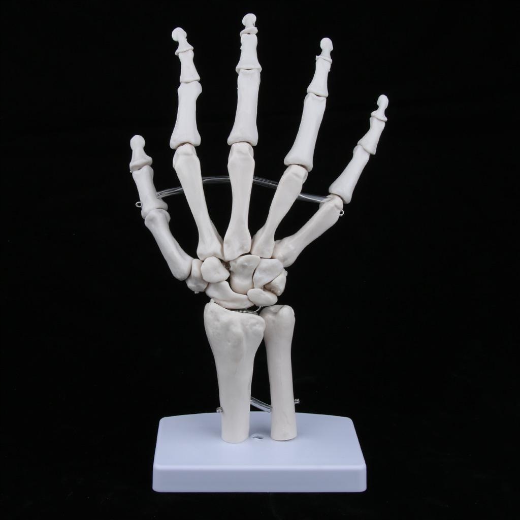 PVC Human Hand Skeleton Model Stand, Life Size - 14117002491 ...