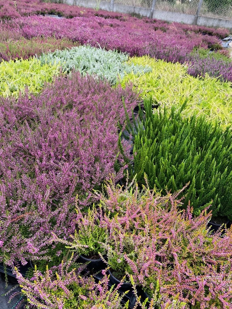 wrzosy wrzośce wrzos rośliny pakiet - 11079216574 - oficjalne archiwum ...