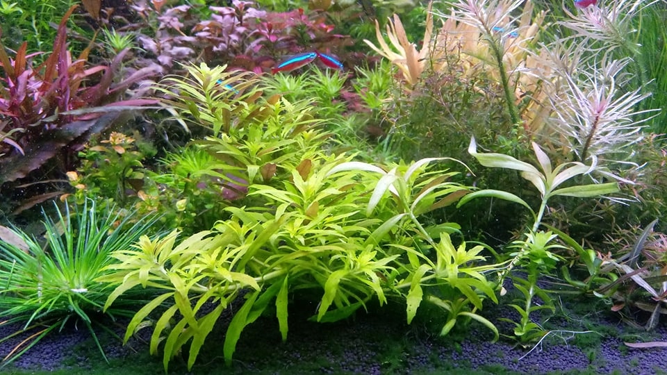 Limnophila aromatica mini MEGA Rarytas - 7866069477 - oficjalne ...