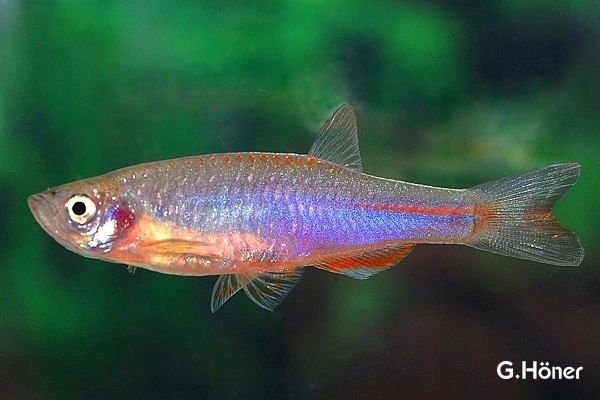 DANIO TĘCZOWY PROSTA KOLOROWA RYBKA EKH WAWA - 12594127881 - oficjalne ...