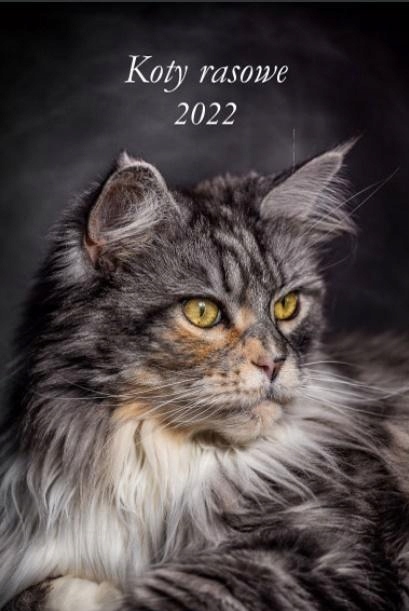 Kalendarz ścienny Na ścianę 2022 KOTY rasowe - 11391059671 - oficjalne archiwum Allegro