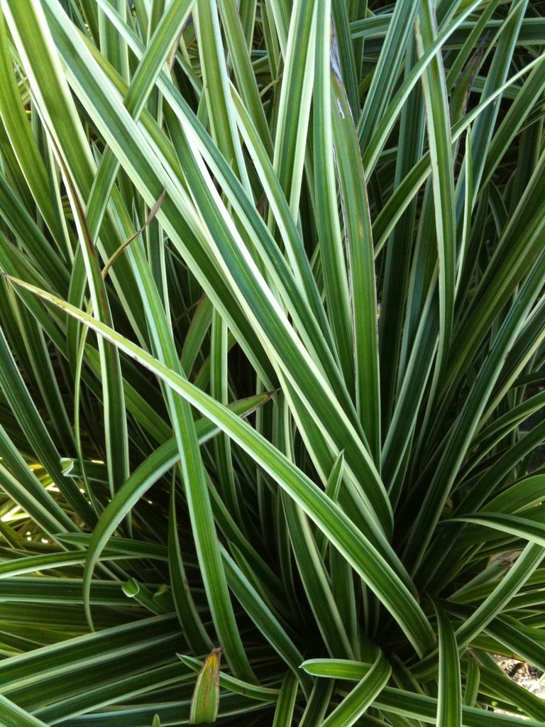 zimozielona Turzyca Rzędowa Variegata - 11030129279 - oficjalne ...