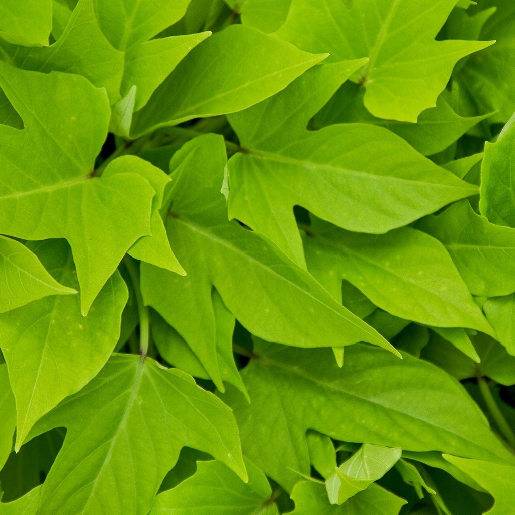 Wilec ipomea batatas Papas Light Green ZWISAJĄCA - 11931951153 ...