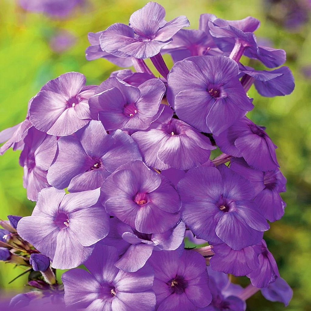 Floks Płomyk Wiechowaty Fioletowy 1 szt. Sadzonki - 13079219451 - oficjalne archiwum Allegro