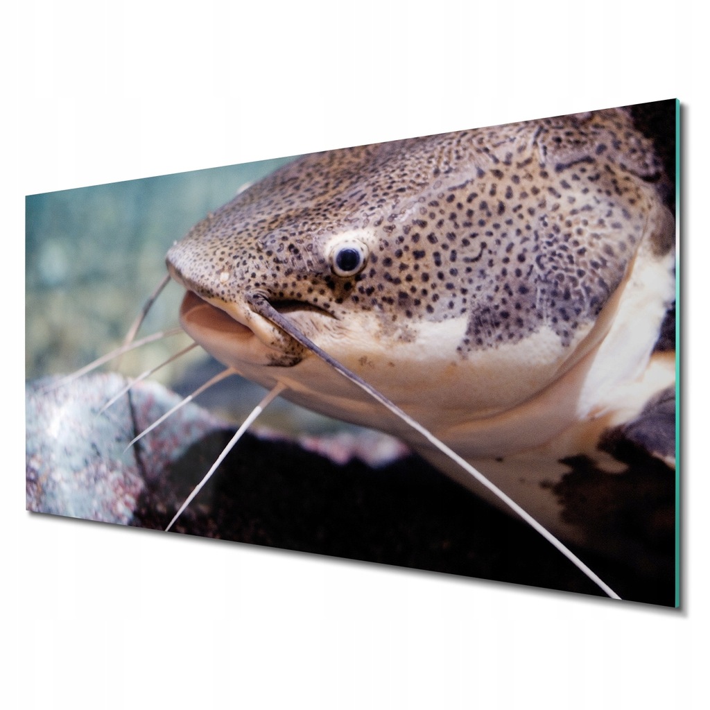 Foto szklane ścienne Sum akwarium 140x70 - 11884993852 - oficjalne ...