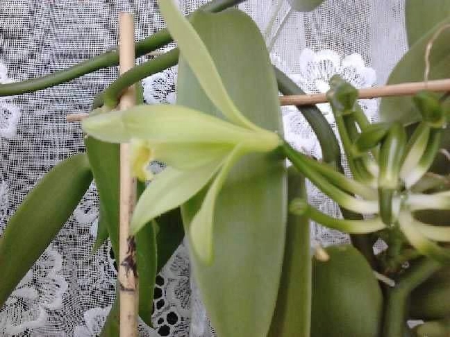 Wanilia storczyk Vanilia Planifolia sadzonka 20cm - 12708162097 ...