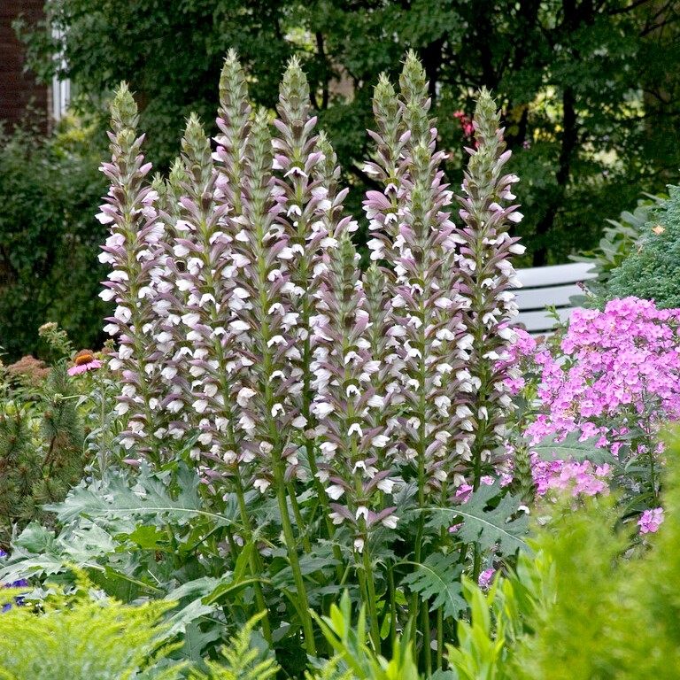 Akant miękki, Acanthus mollis - OKAZAŁY - Sadzonka - 13080479183 ...
