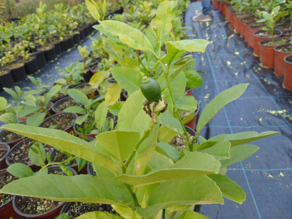 CYTRYNA SKIERNIEWICKA WIELKOOWOCOWA 60 CM - 7322602689 - oficjalne ...