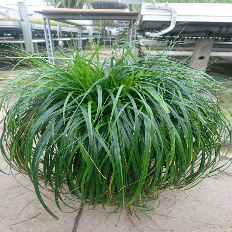 Turzyca Ribbon Falls - Carex - 12241122122 - oficjalne archiwum Allegro