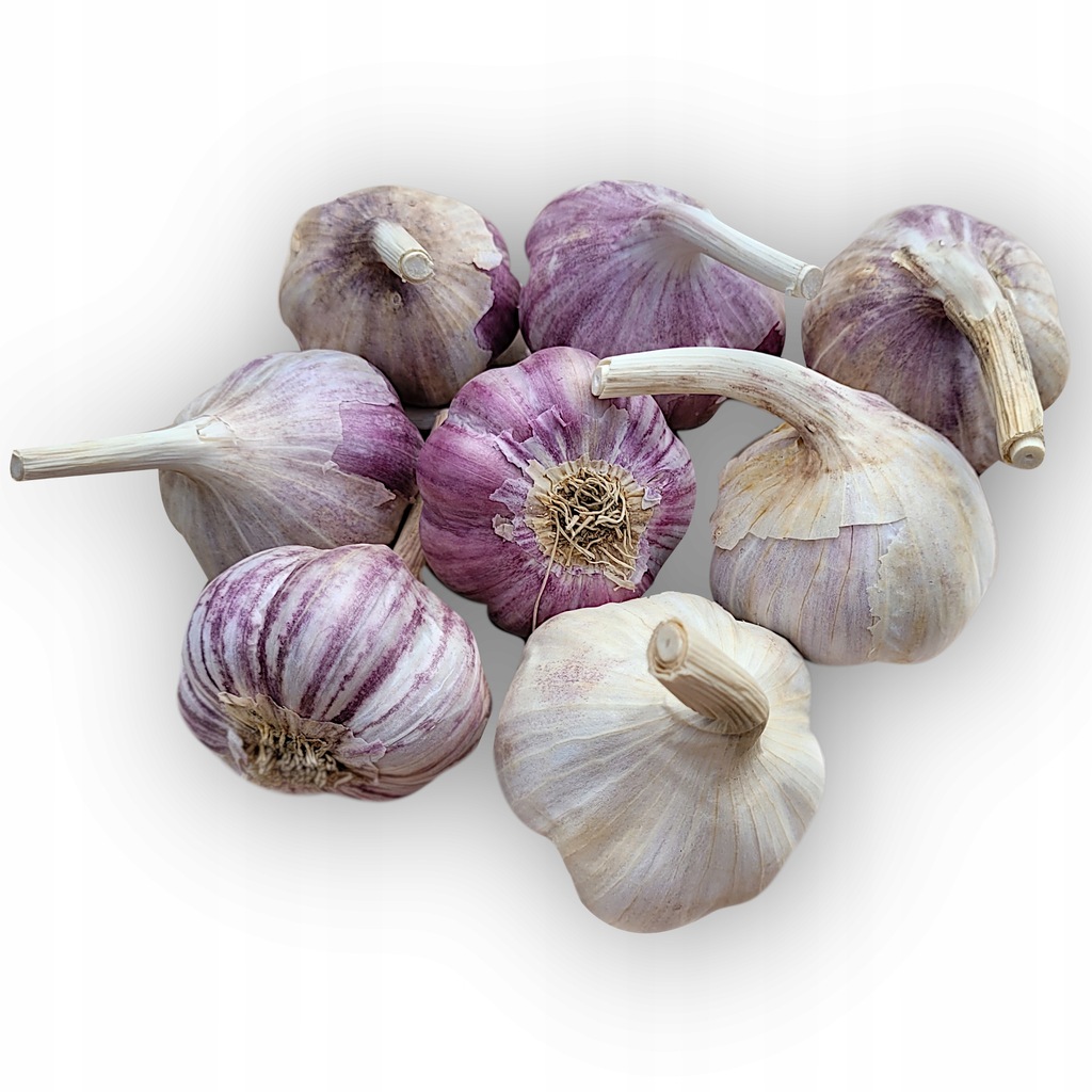 CZOSNEK Ozimy Polski Harnaś do sadzenia 10 szt. - 12549513568 ...