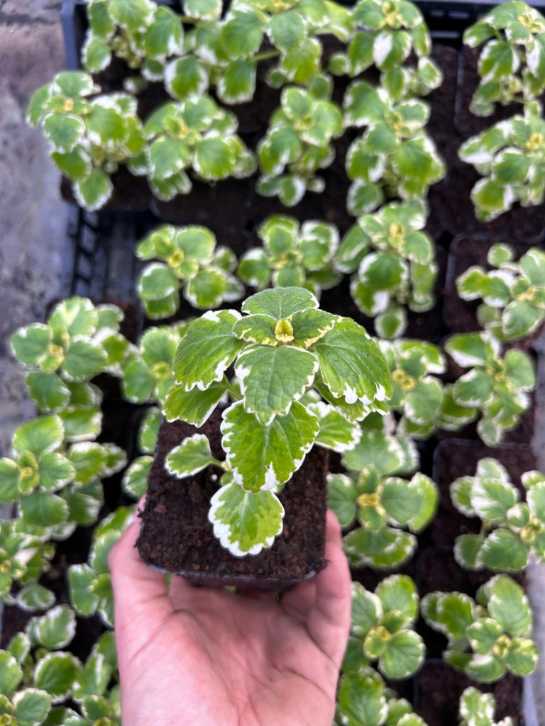 Komarzyca Plektrantus koleusowaty sadzonka doniczce Plectranthus ...