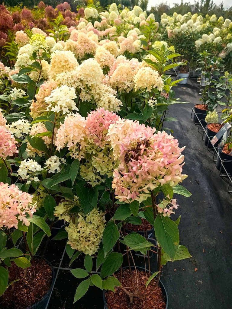 Hydrangea paniculata Hortensja bukietowa SKYFALL Frenne PBR - duża ...